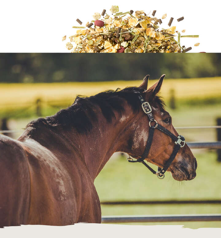 Pferdefutter von DERBY aus Deutschland direkt vom Hersteller bestellen