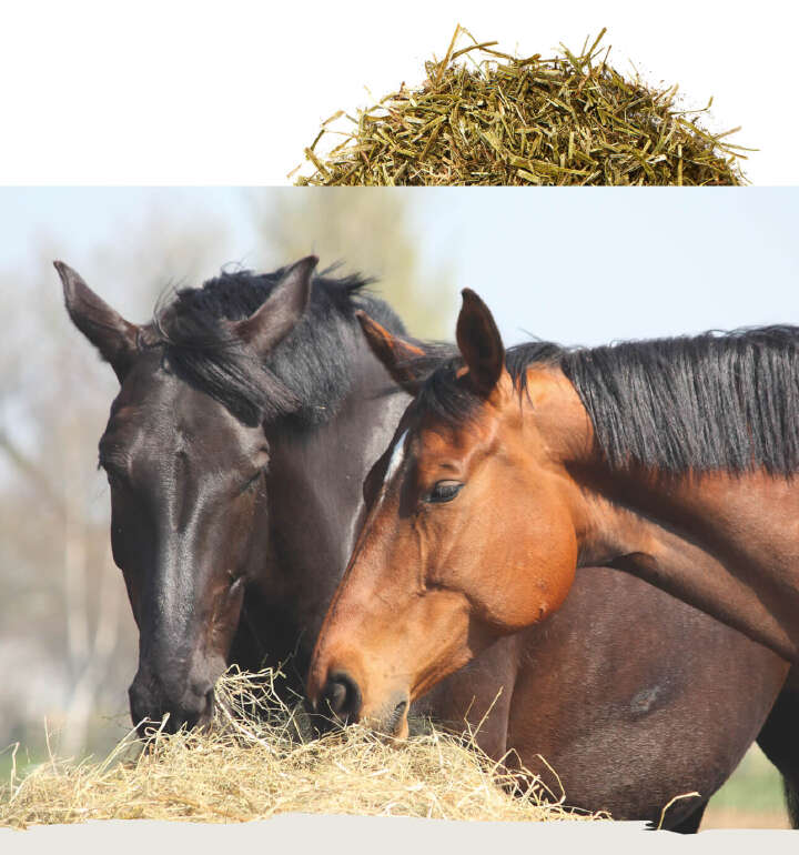 Pferdefutter von DERBY aus Deutschland direkt vom Hersteller bestellen