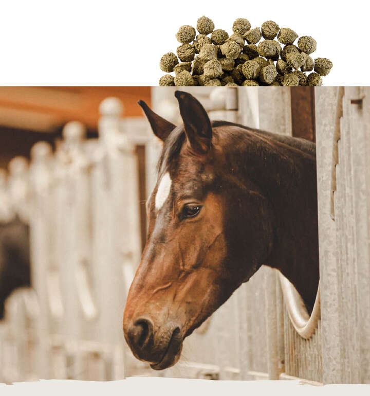 Pferdefutter von DERBY aus Deutschland direkt vom Hersteller bestellen