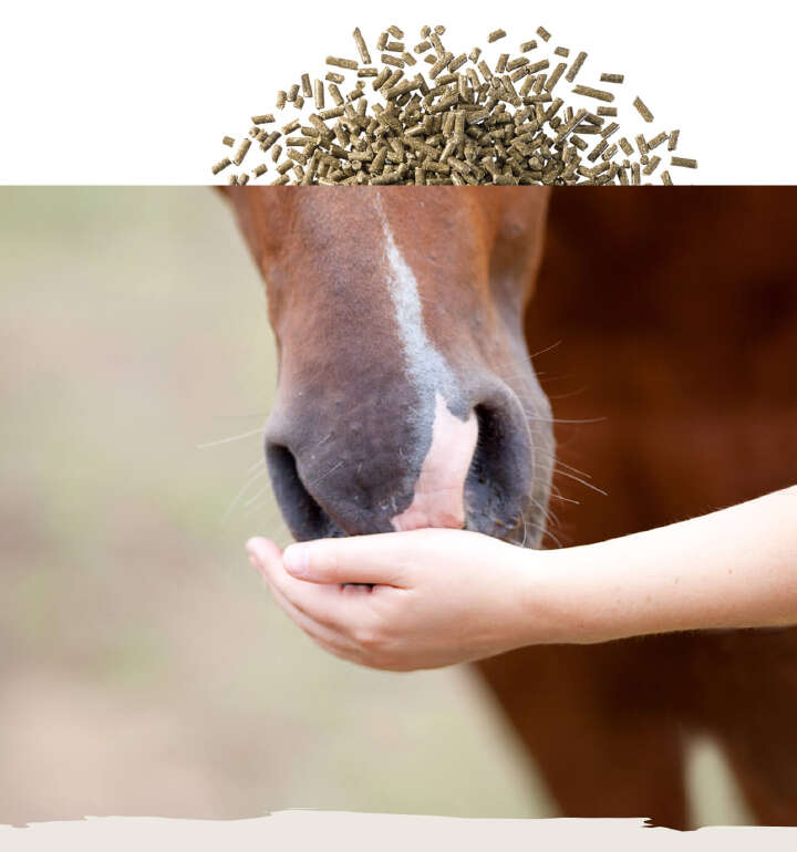 Pferdefutter von DERBY aus Deutschland direkt vom Hersteller bestellen