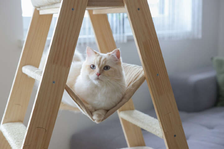 KERBL Kratzbaum Ladder | raiffeisenmarkt.de